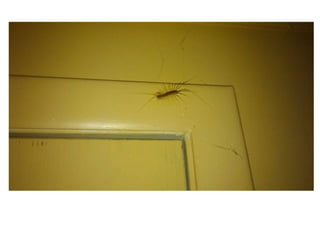 The most irritating moments | PPT