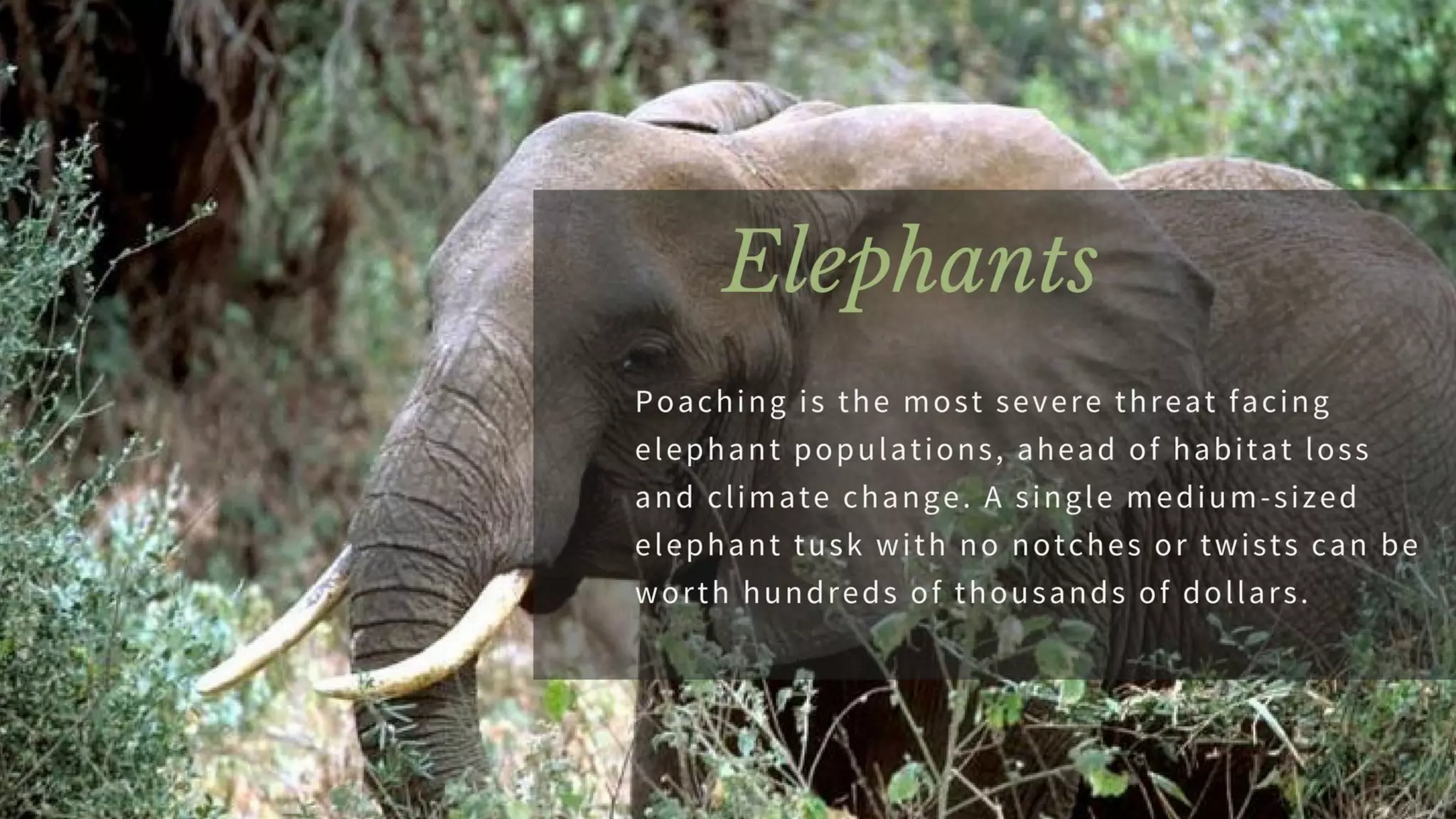 The Most Poached Animals Around The World | PDF | Zoos & Aquariums ...