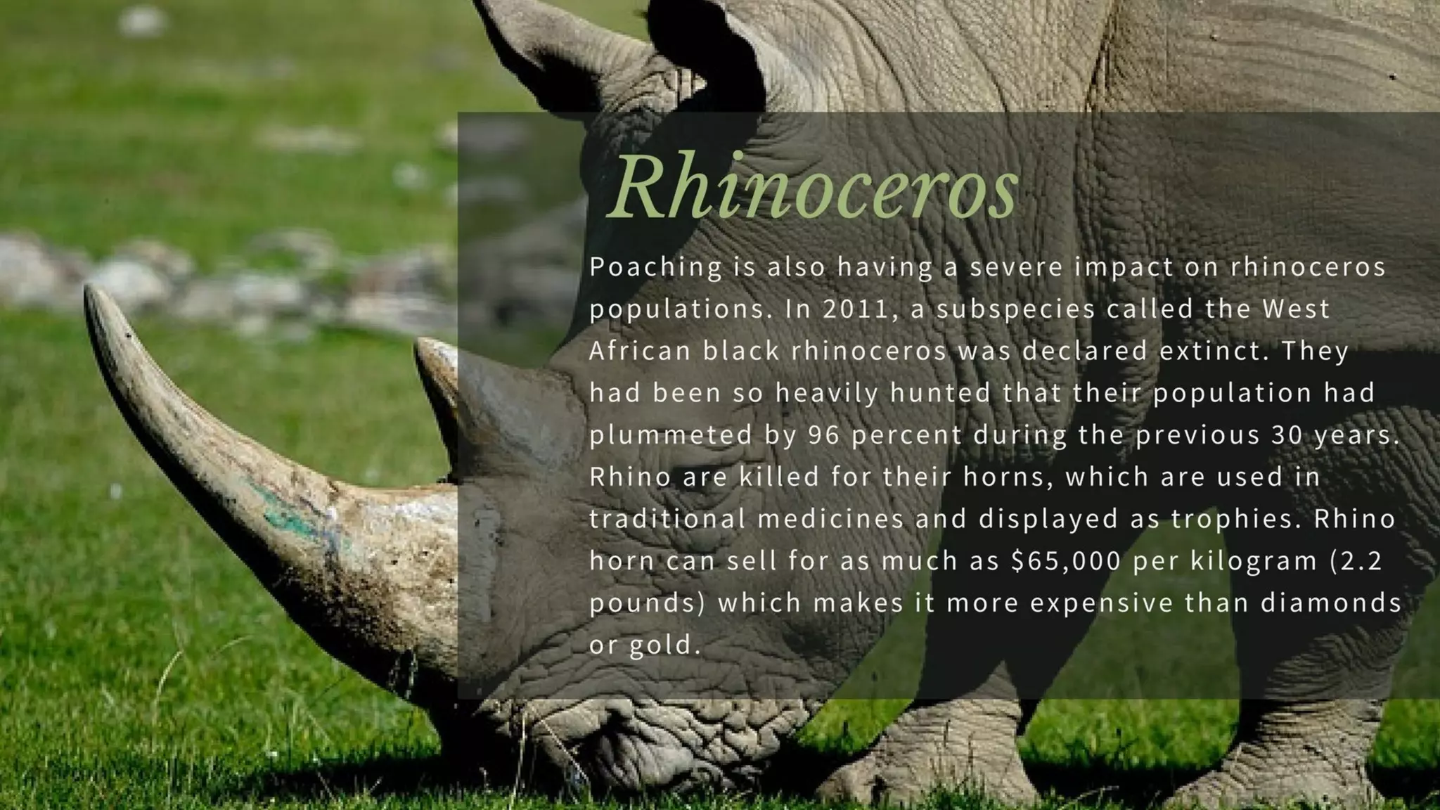 The Most Poached Animals Around The World | PDF | Zoos & Aquariums ...