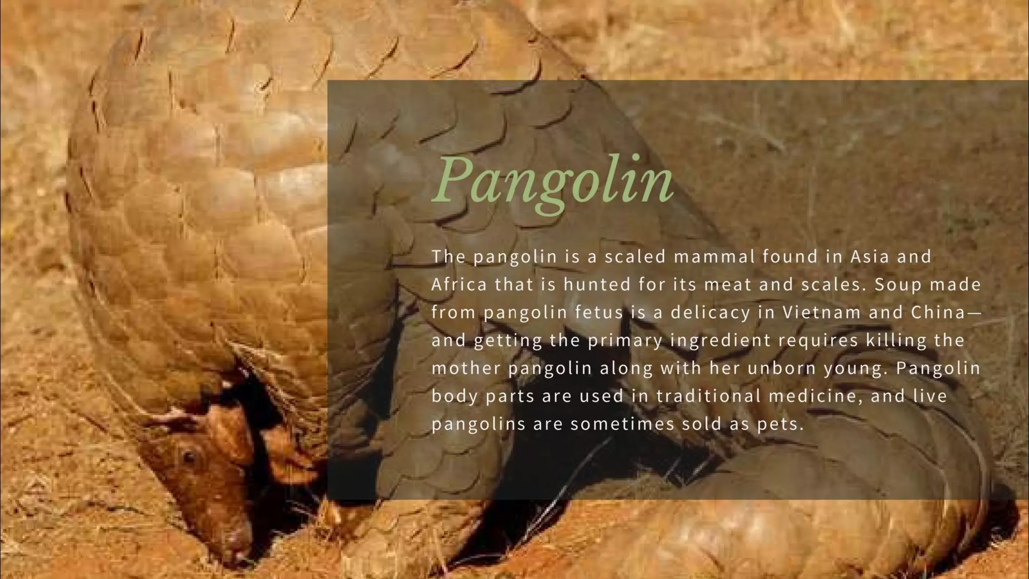 The Most Poached Animals Around The World | PDF | Zoos & Aquariums ...