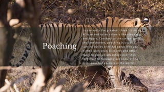 The Most Poached Animals Around The World | PDF