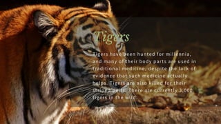 The Most Poached Animals Around The World | PDF