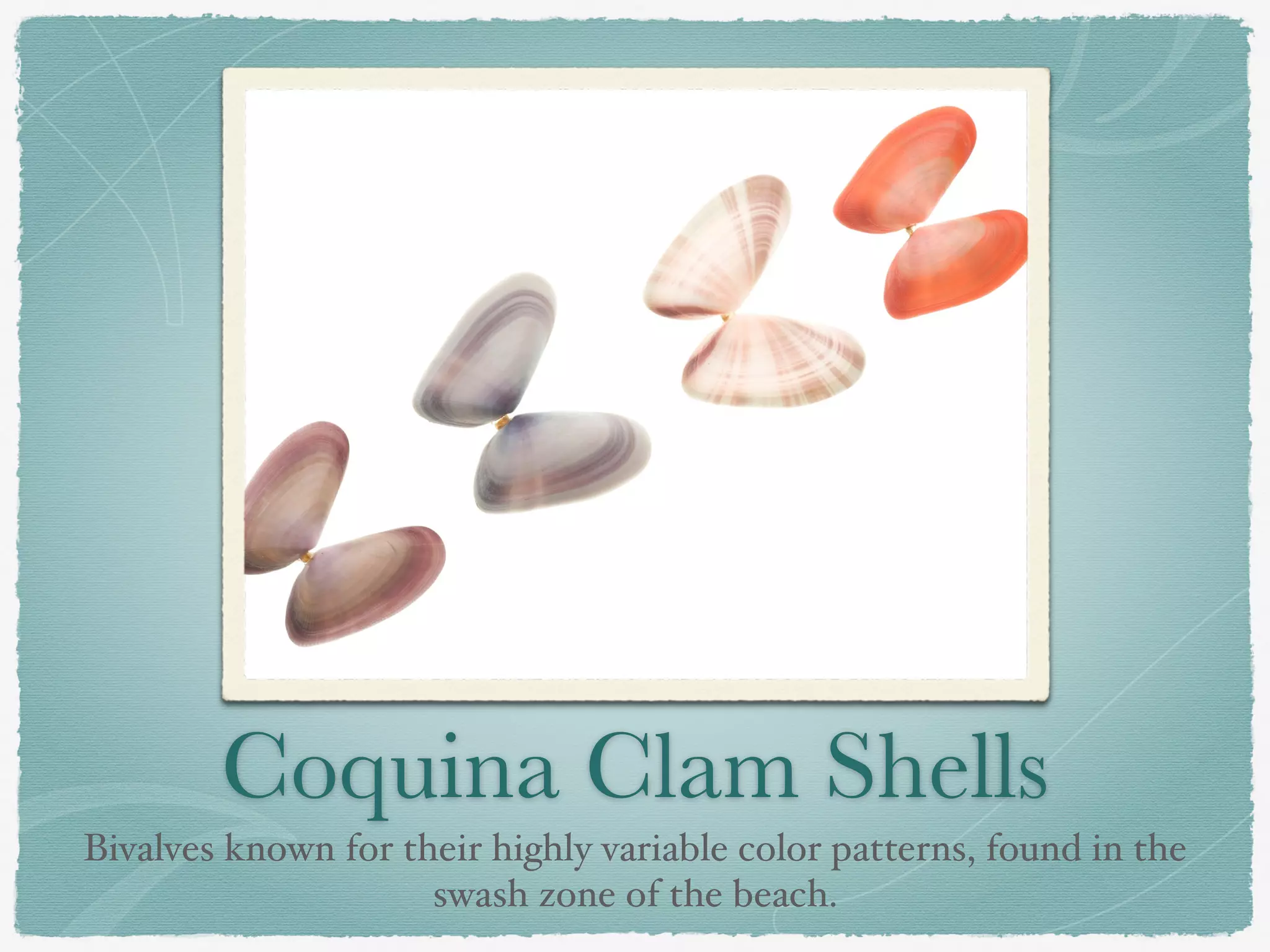 The Most Popular Seashells on Florida's Gulf Coast | PDF