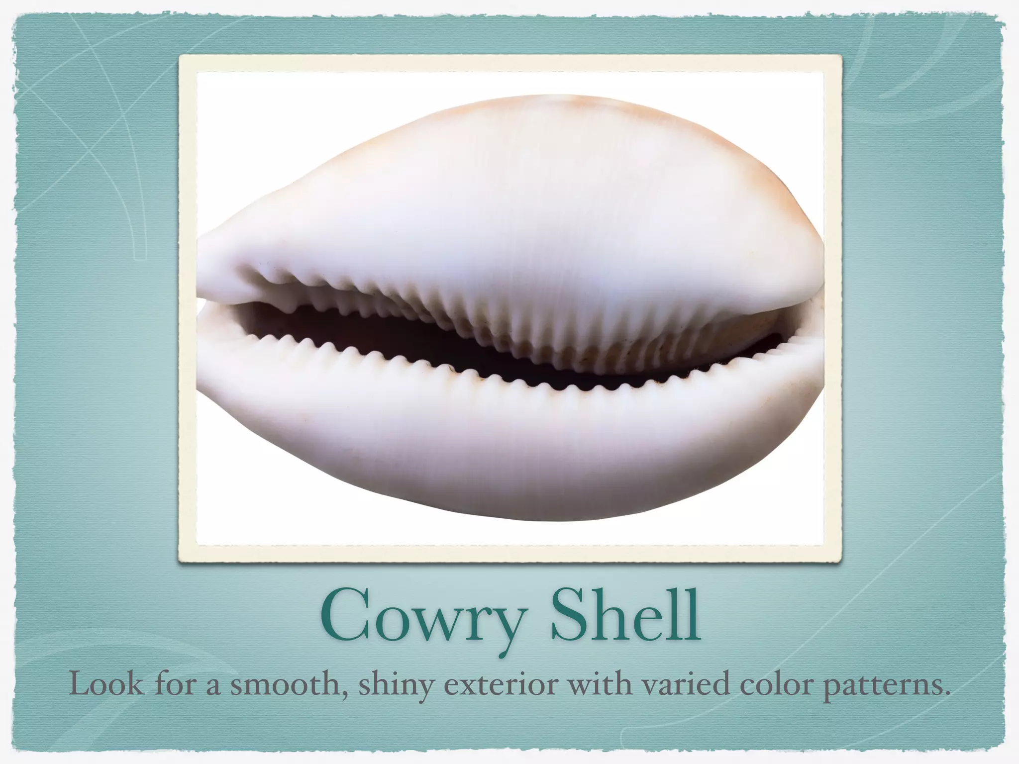 The Most Popular Seashells on Florida's Gulf Coast | PDF