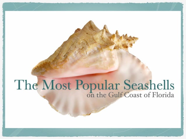 The Most Popular Seashells on Florida's Gulf Coast | PDF | Zoos ...
