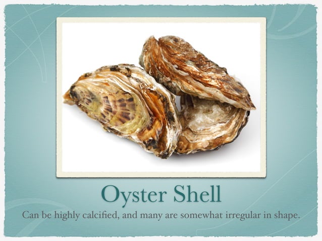 The Most Popular Seashells on Florida's Gulf Coast | PDF | Zoos ...