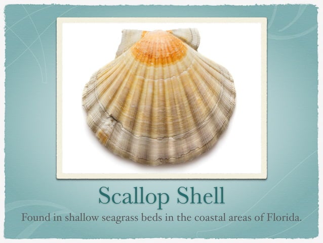 The Most Popular Seashells on Florida's Gulf Coast | PDF | Zoos ...