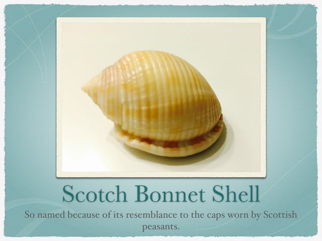 The Most Popular Seashells on Florida's Gulf Coast | PDF | Zoos ...