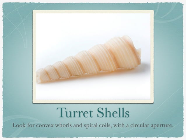 The Most Popular Seashells on Florida's Gulf Coast | PDF | Zoos ...