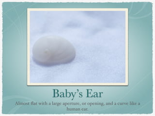 The Most Popular Seashells on Florida's Gulf Coast | PDF