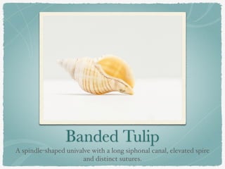 The Most Popular Seashells on Florida's Gulf Coast | PDF