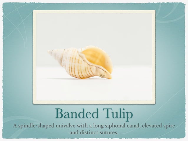 The Most Popular Seashells on Florida's Gulf Coast | PDF | Zoos ...