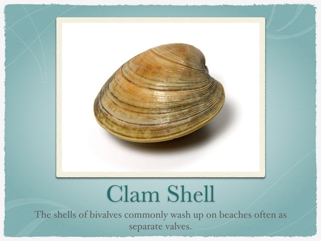 The Most Popular Seashells on Florida's Gulf Coast | PDF | Zoos ...