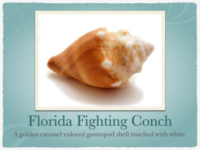The Most Popular Seashells on Florida's Gulf Coast | PDF | Zoos ...