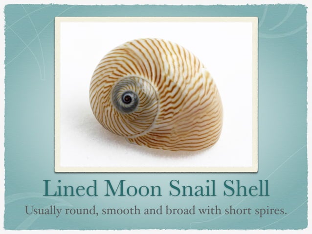 The Most Popular Seashells on Florida's Gulf Coast | PDF | Zoos ...