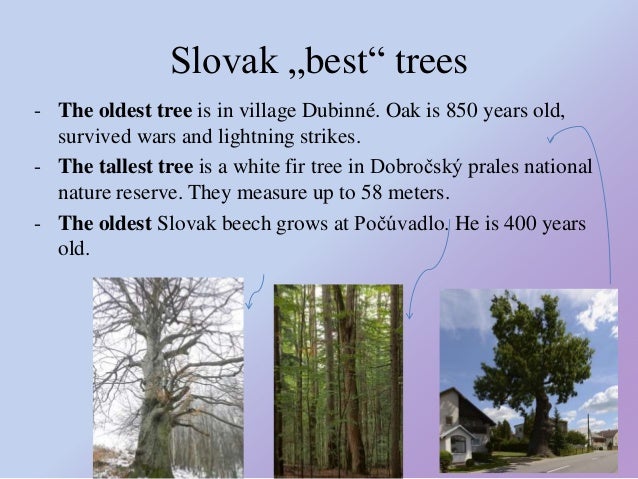 The most popular trees and; flowers in Slovakia, Deniska Kovácsova