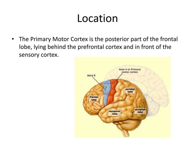 The motor cortex | PPTX | Brain and Nervous System Disorders | Diseases ...