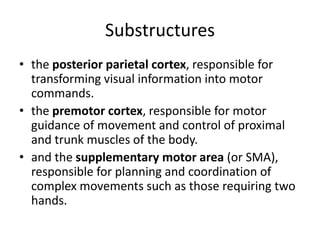 The motor cortex | PPTX