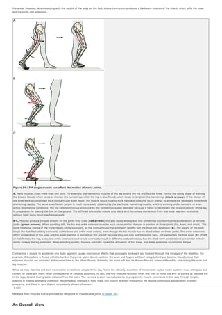 The_Motor_Unit_and_Muscle_Action.pdf