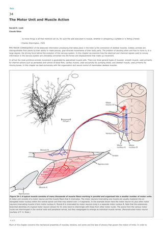 The_Motor_Unit_and_Muscle_Action.pdf