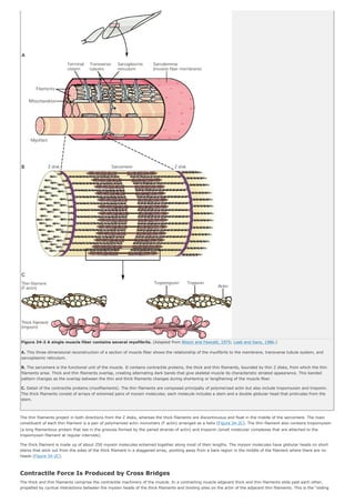 The_Motor_Unit_and_Muscle_Action.pdf