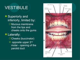 Moouth & Tongueee | PPT