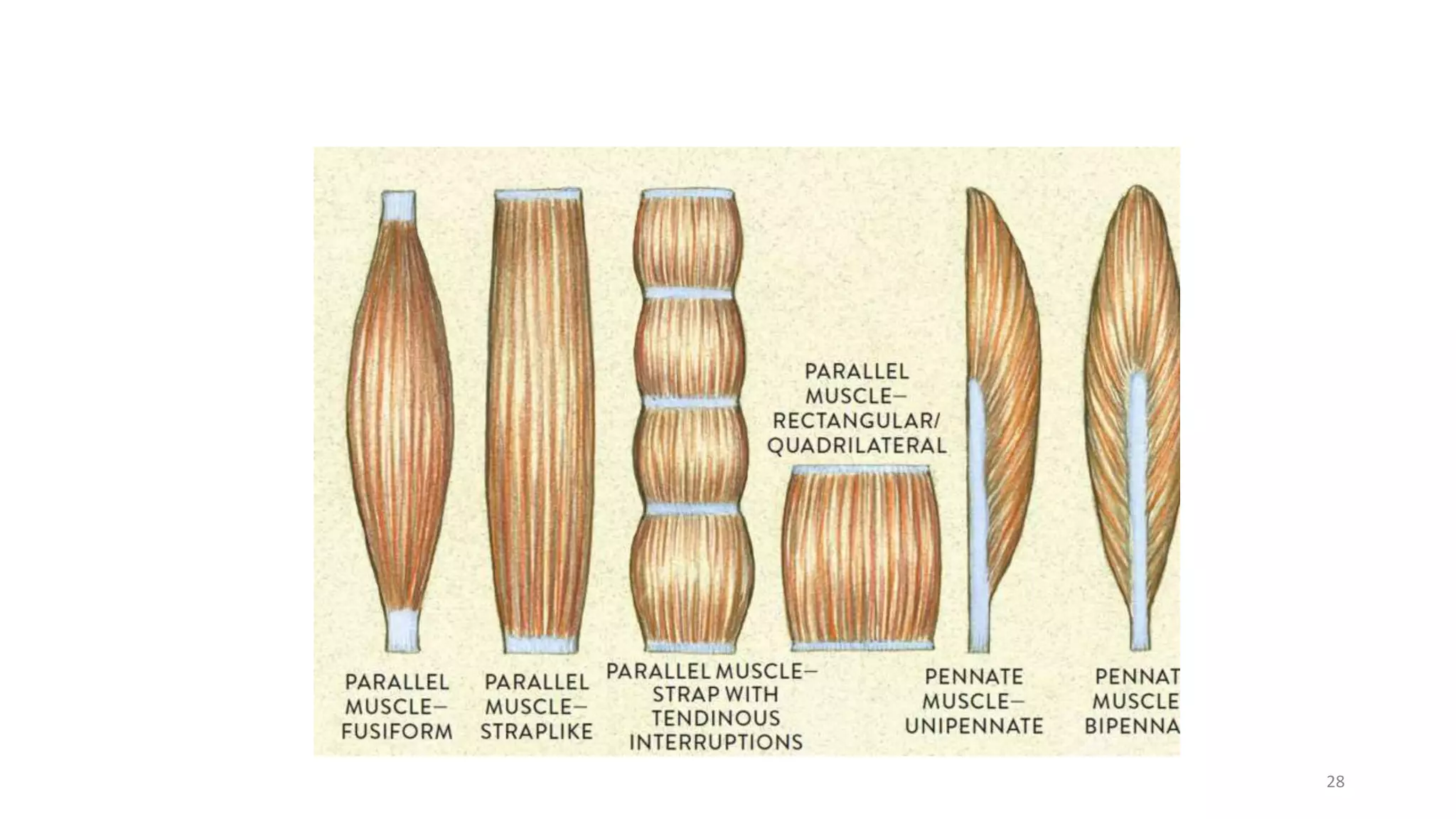 The Muscle.pptx