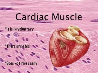 The muscles | KEY
