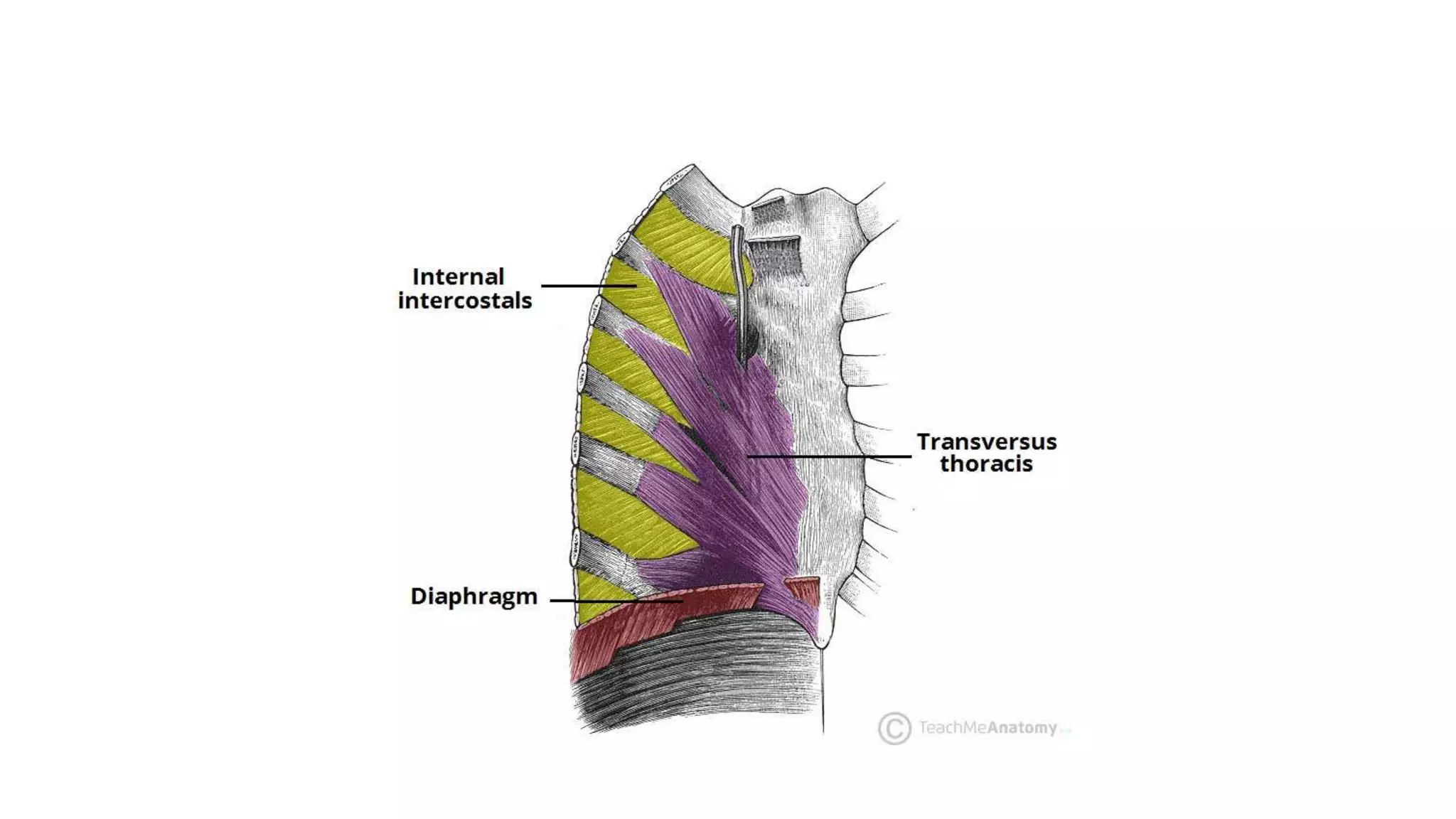 The Muscles of the Thoracic Cage.pptx