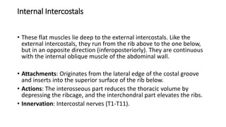 The Muscles of the Thoracic Cage.pptx
