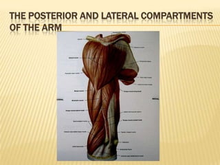 Posterior Upper Limb Muscles
