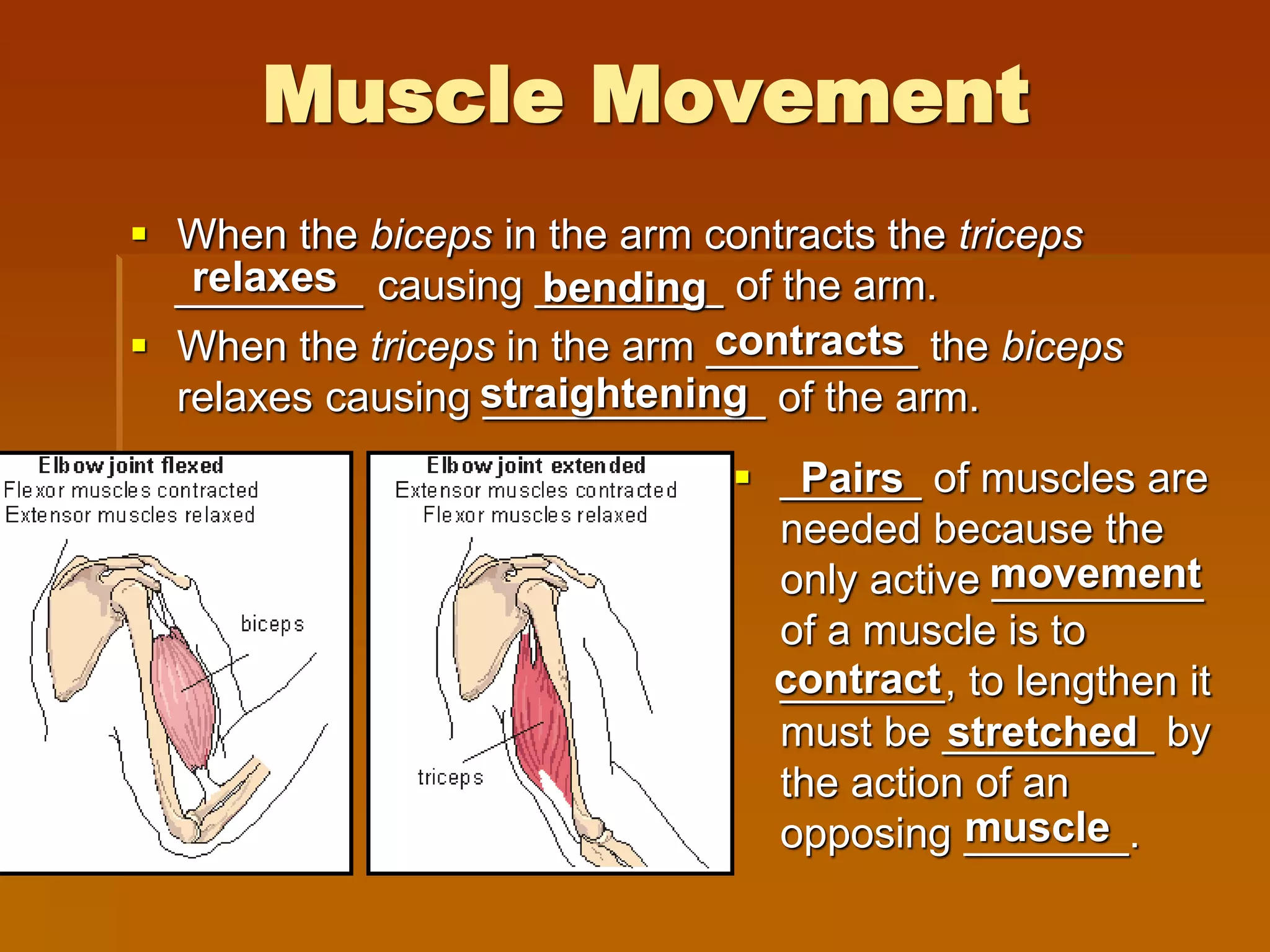 The muscle system disorder | PPTX