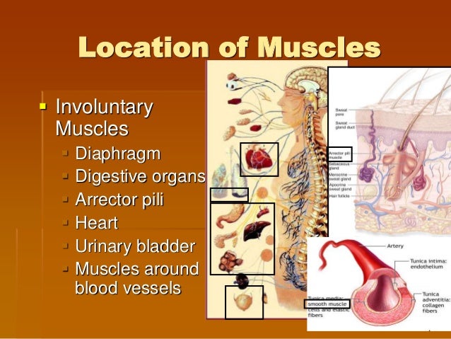 The Muscle System Disorder