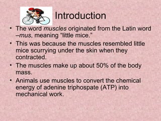 The Muscular System | PPT