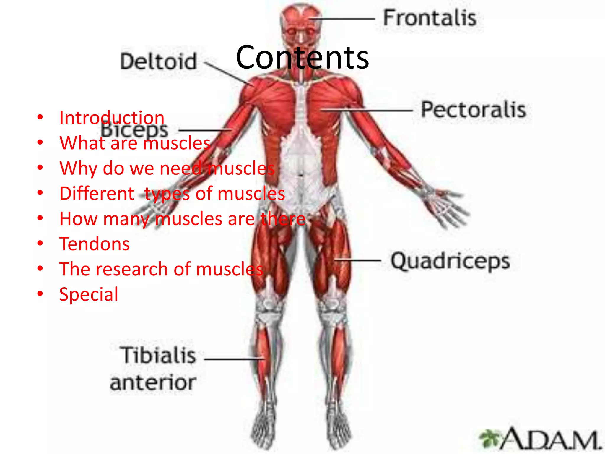 The muscular system | PPTX