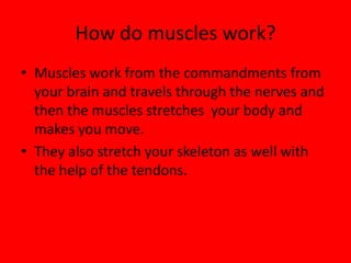 The muscular system | PPTX | Physical Therapy | Wellness