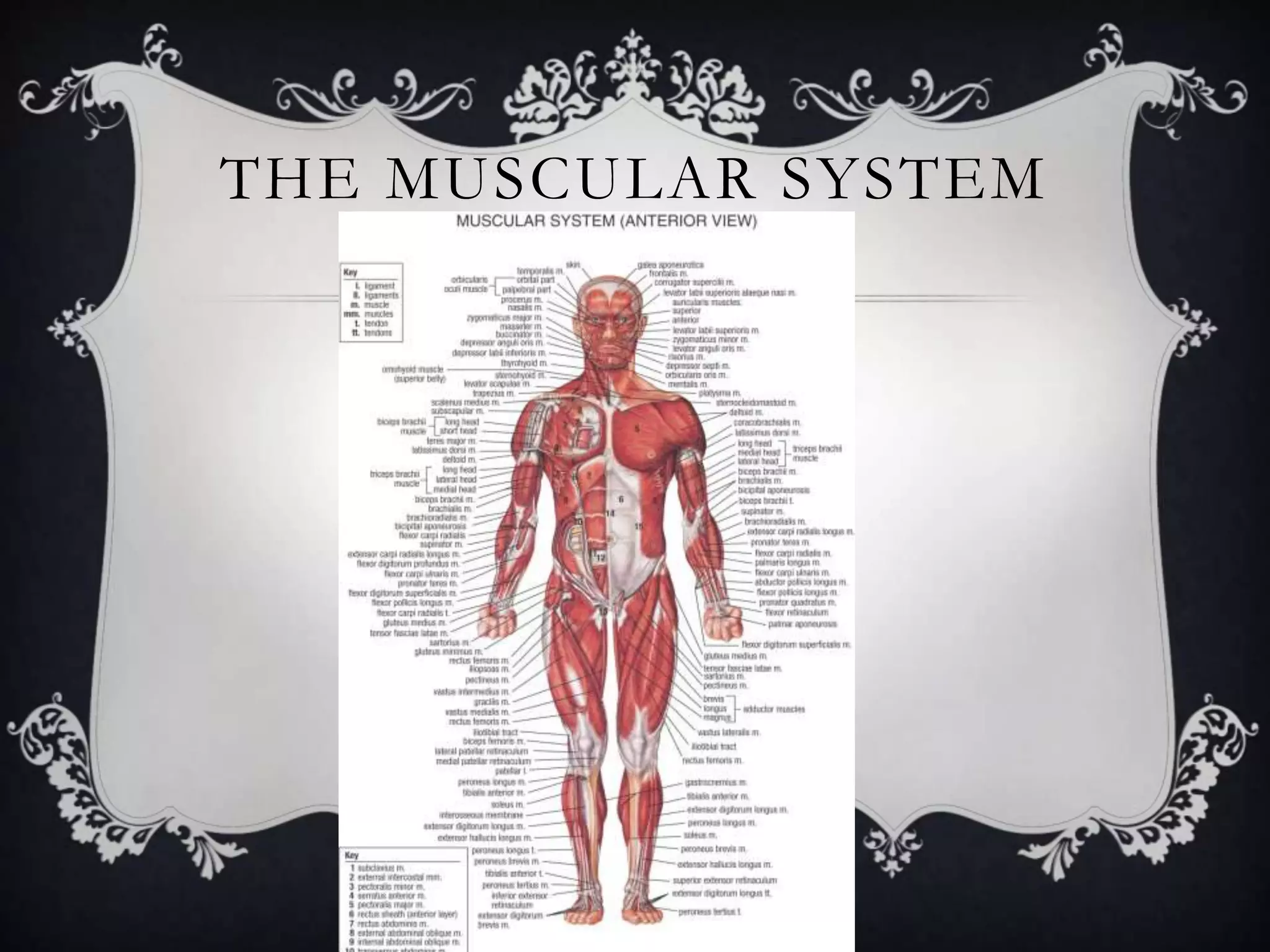The muscular system | PPTX