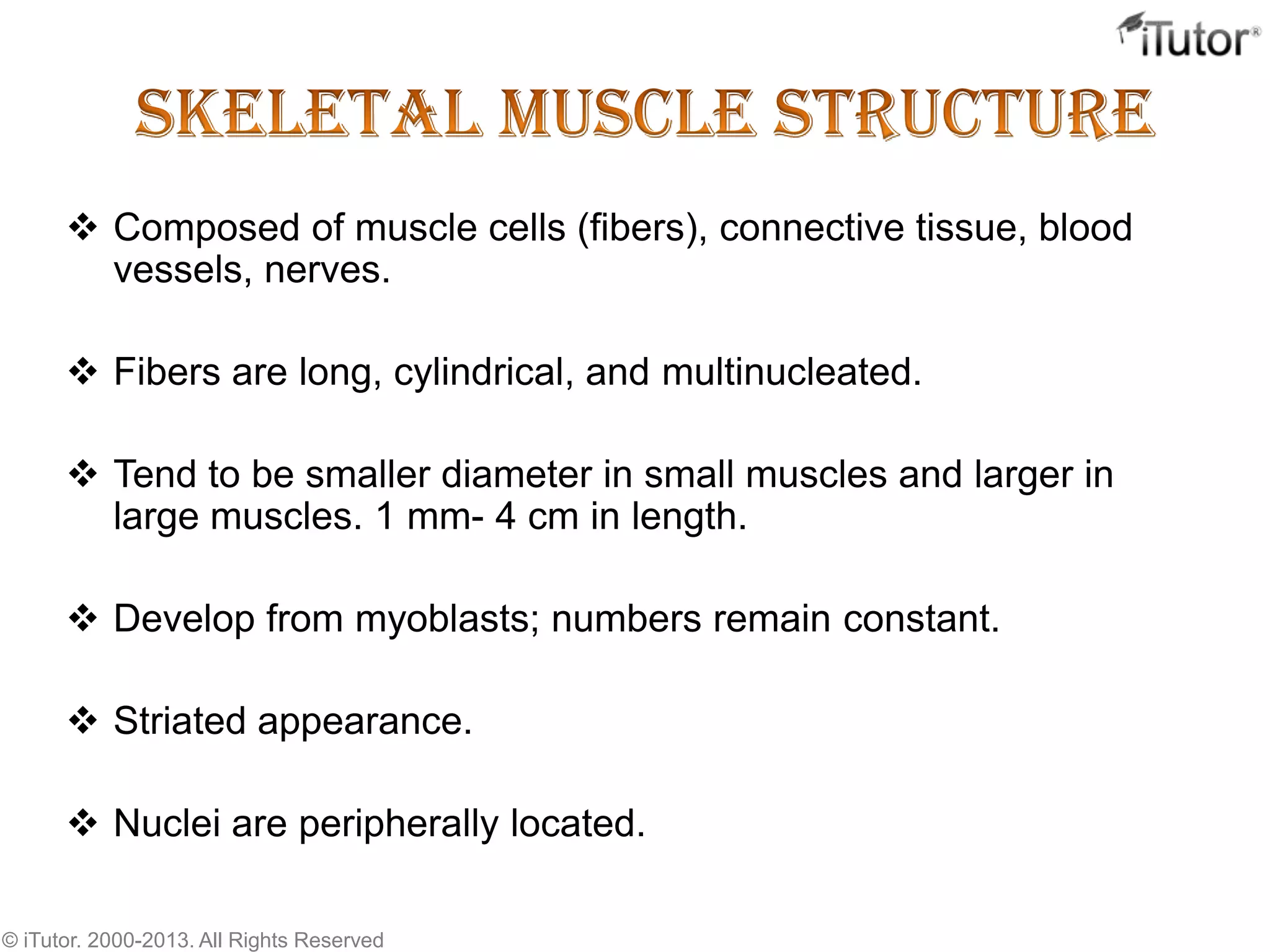 The Muscular System | PPTX