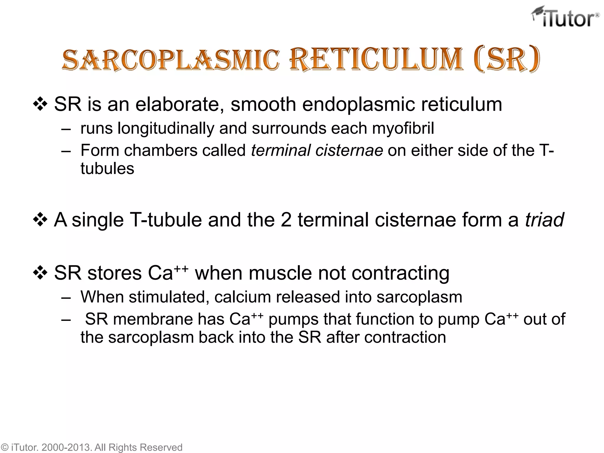 The Muscular System | PPTX