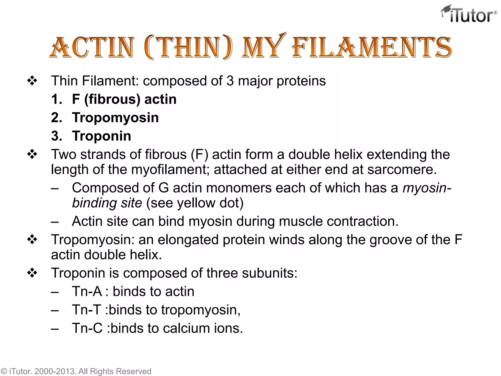 The Muscular System | PPTX