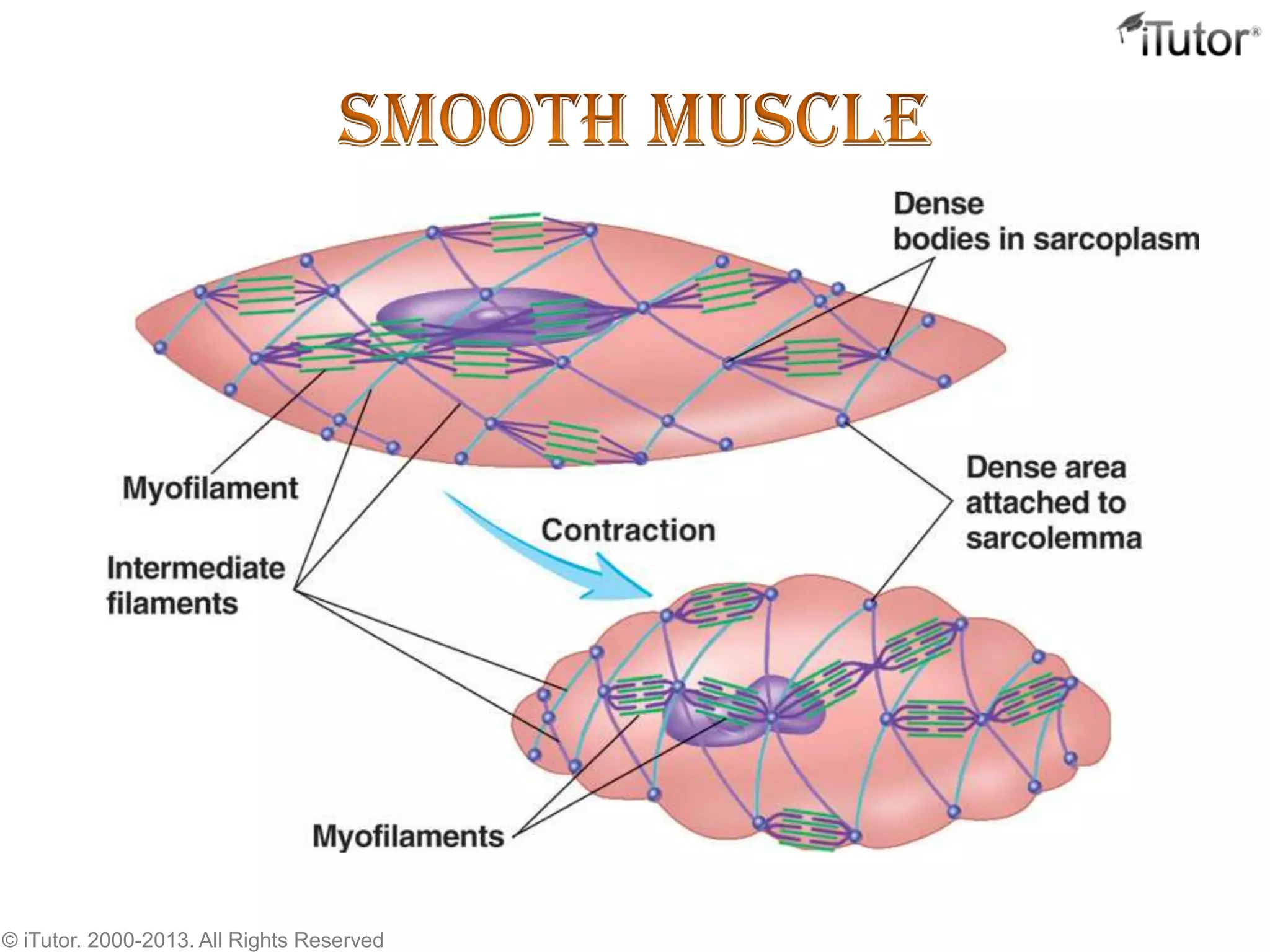The Muscular System | PPTX