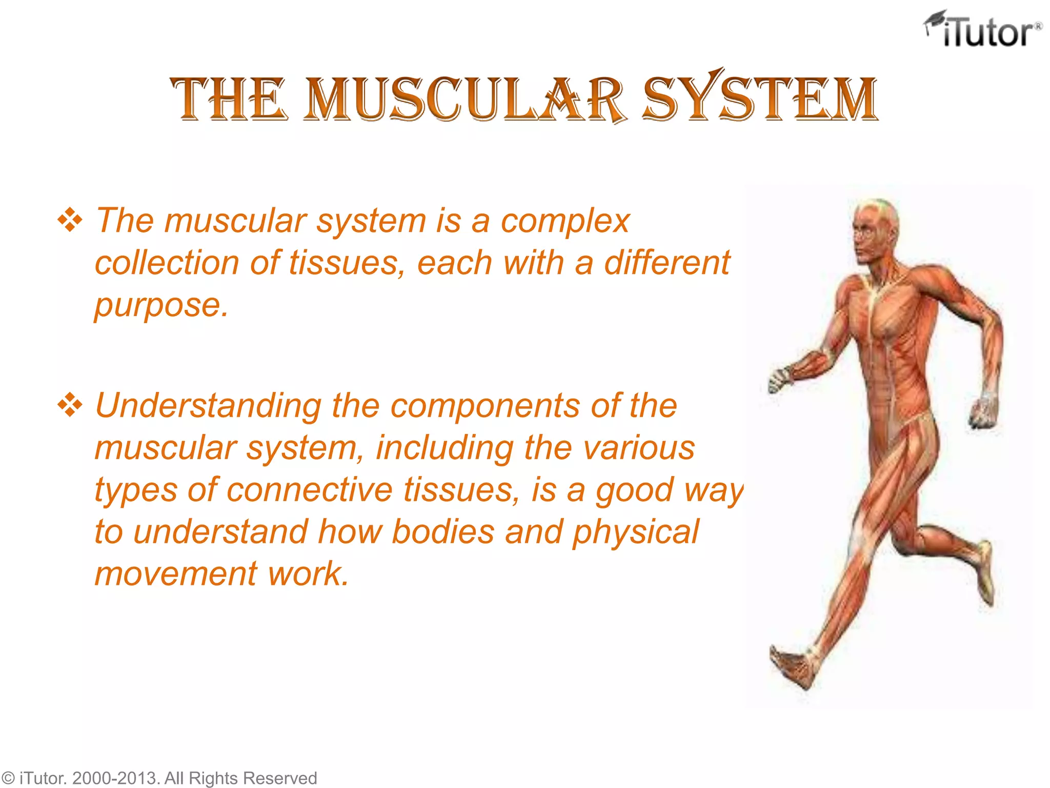 The Muscular System | PPTX