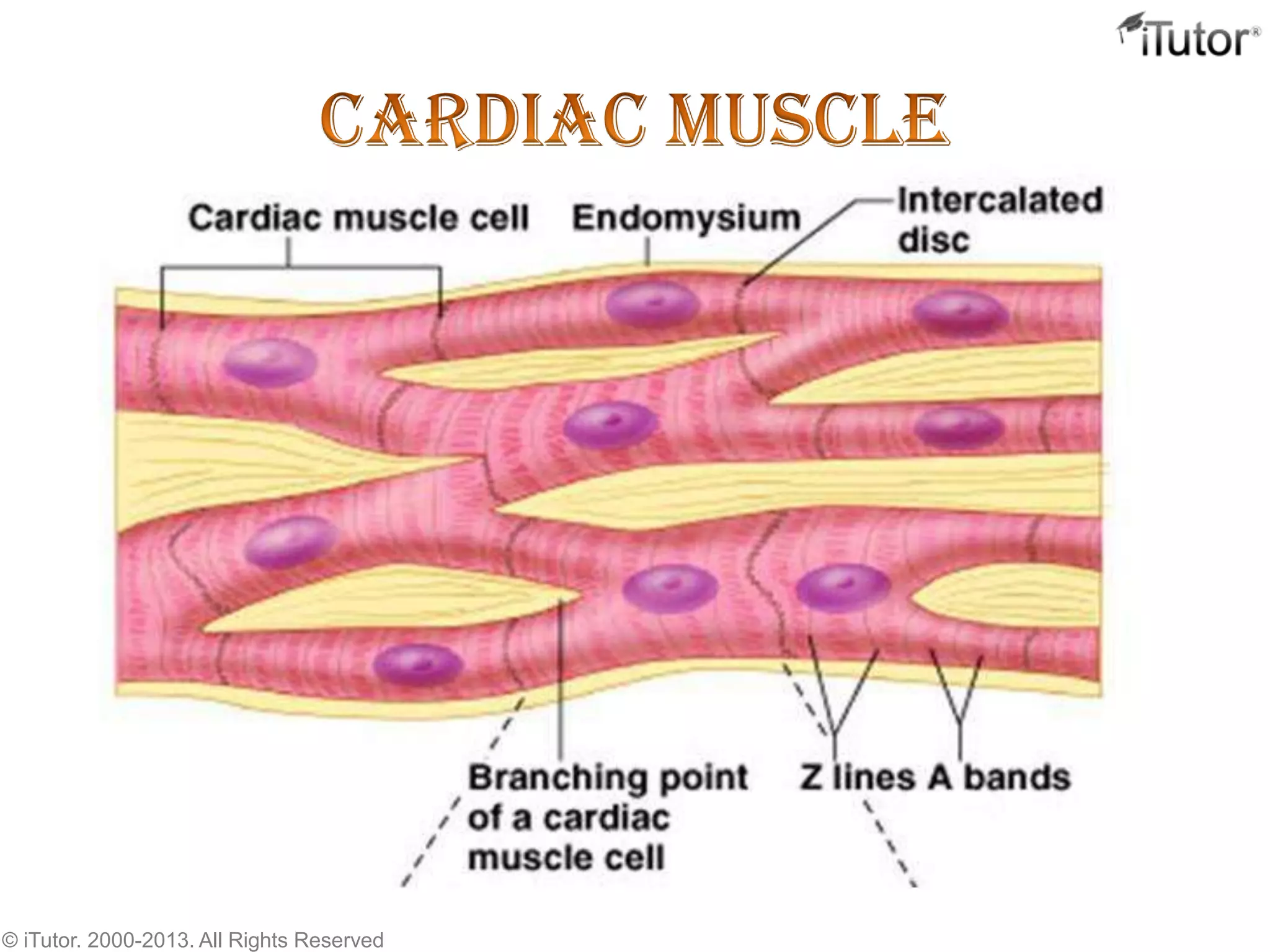 The Muscular System | PPTX
