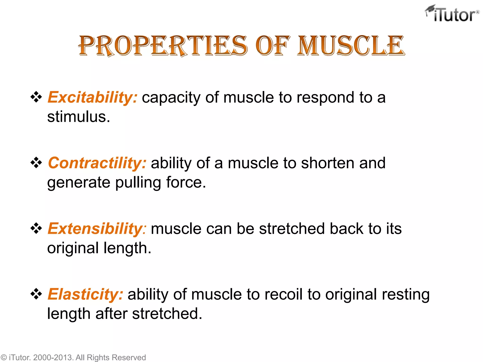The Muscular System | PPTX
