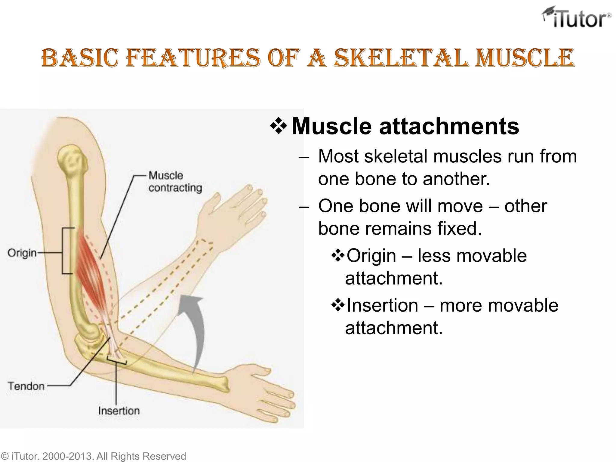 The Muscular System | PPTX