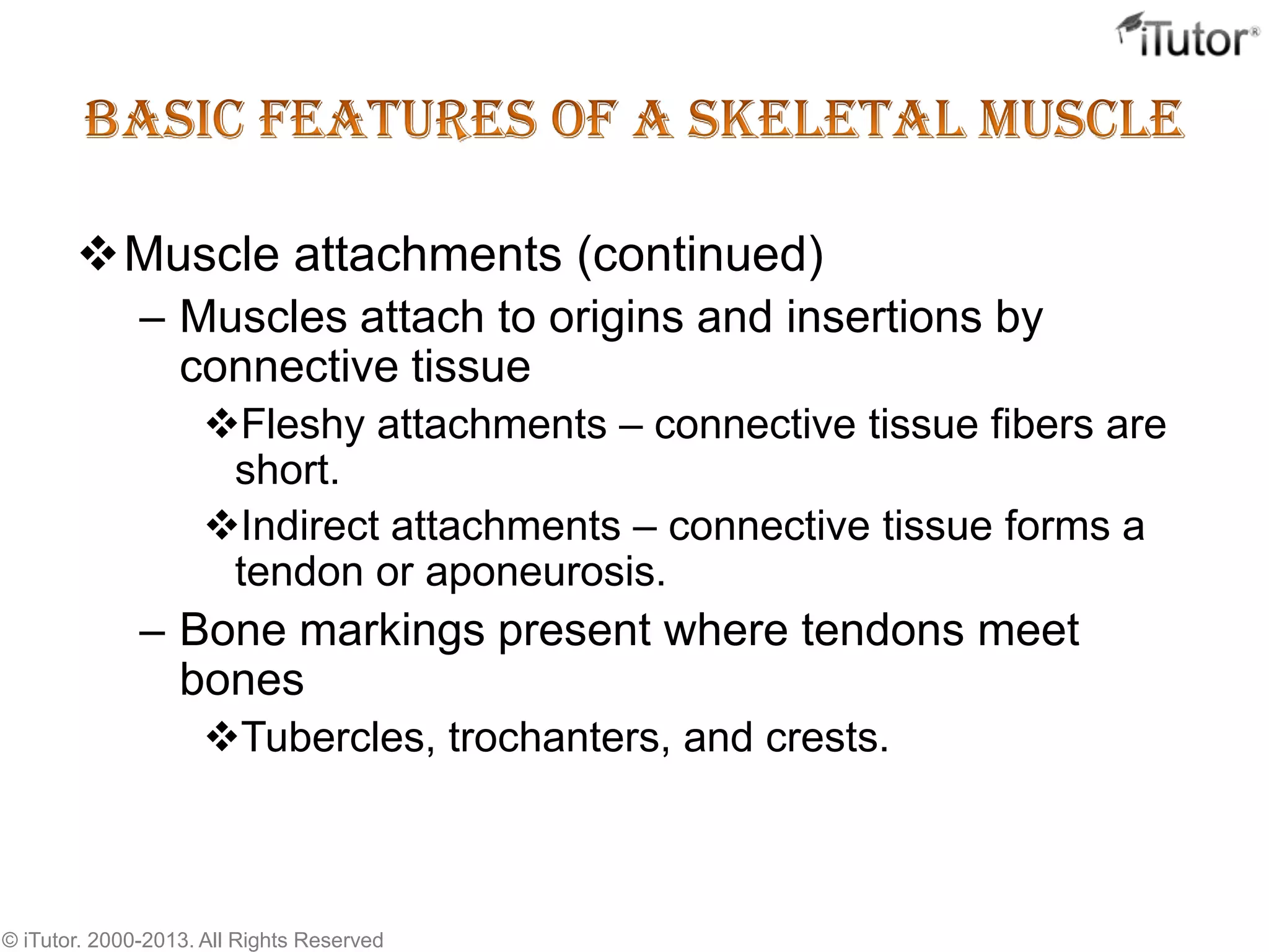 The Muscular System | PPTX