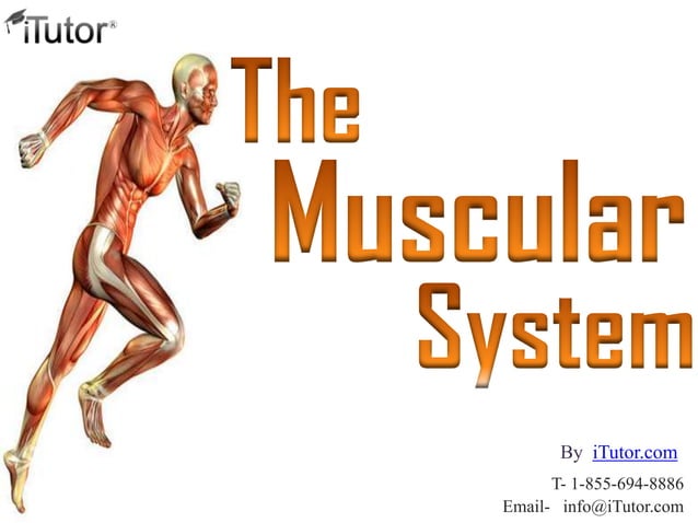 The Muscular System | PPTX
