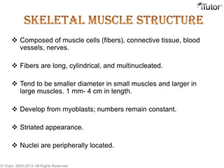 The Muscular System | PPTX