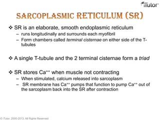 The Muscular System | PPTX