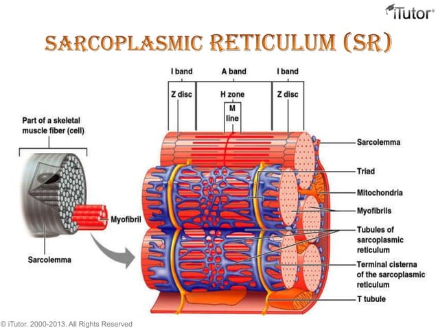 The Muscular System | PPTX